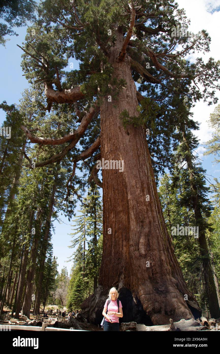 Grizzly Giant Sequoia Tree, Mariposa Grove, Yosemite National Park ...