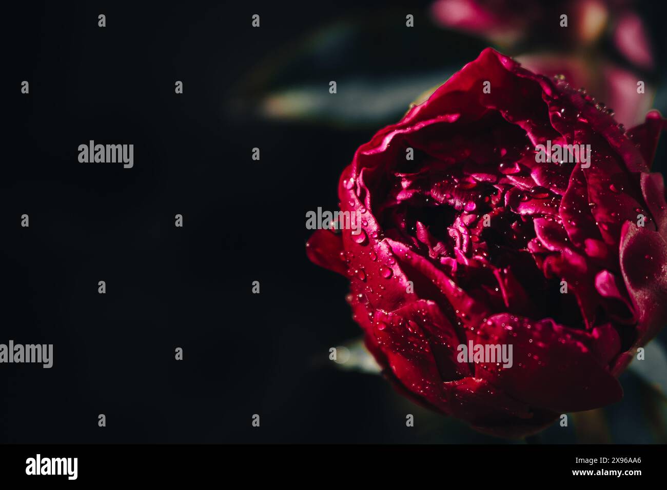 Red peony with rain drops on dark background. Wet maroon peony with ...