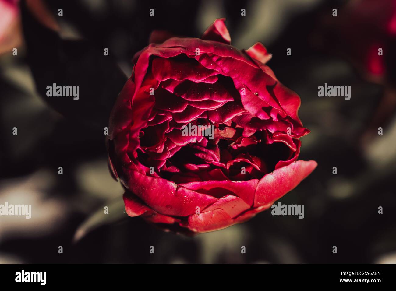 Red peony with on dark background. Wet maroon peony, close up. Blooming ...