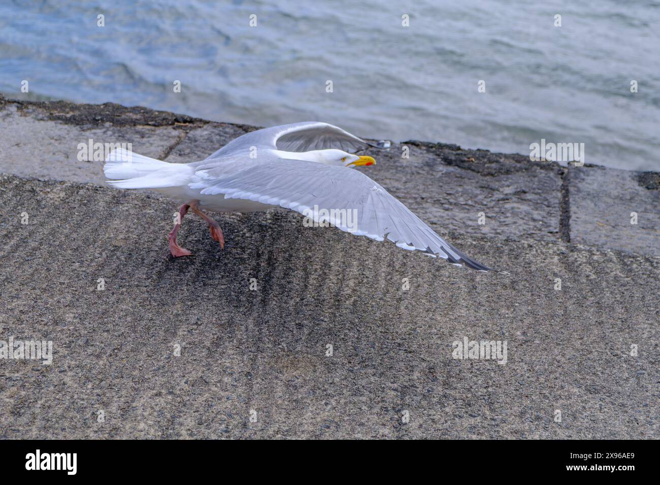 Portrait of a seagul Stock Photo - Alamy