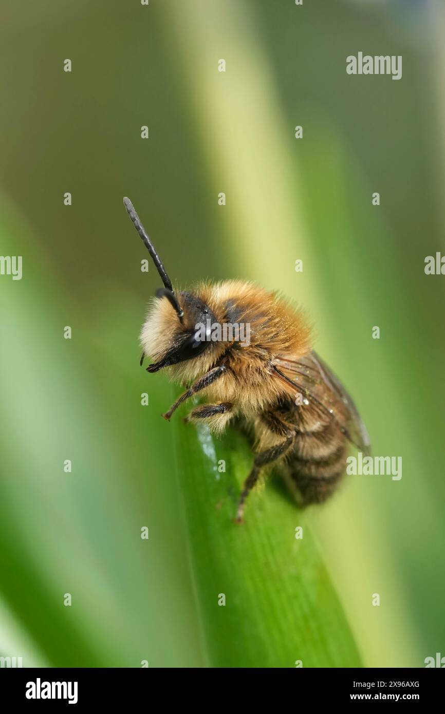 Detailed closeup on a cute male Early Cellophane Bee,, Colletes ...