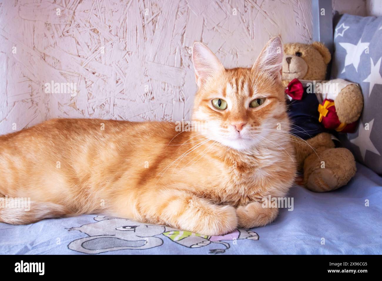 Cute ginger cat sleeping on bed close up Stock Photo - Alamy