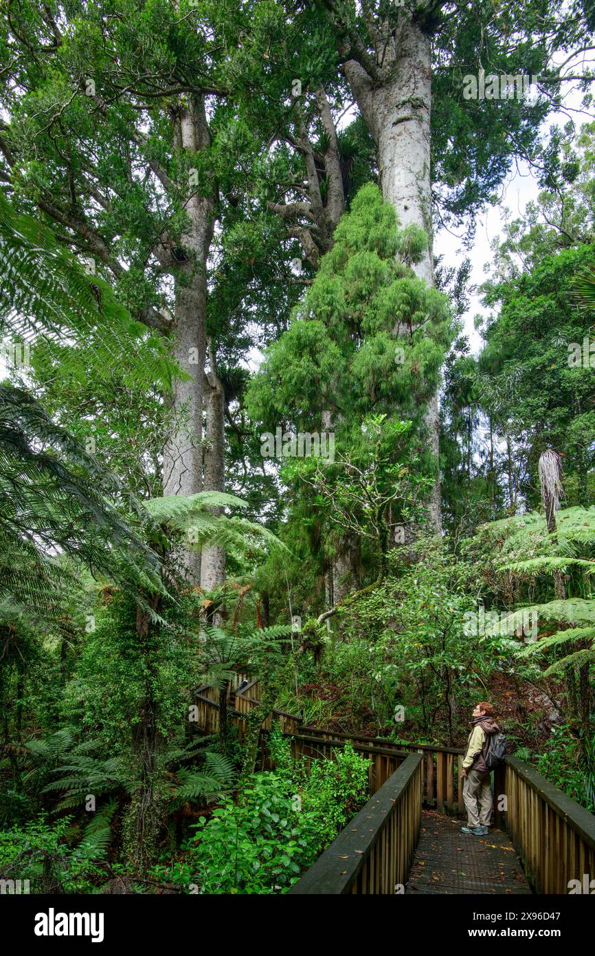 New Zealand, North Island, Coromandel Peninsula, Waiau Kauri Grove ...
