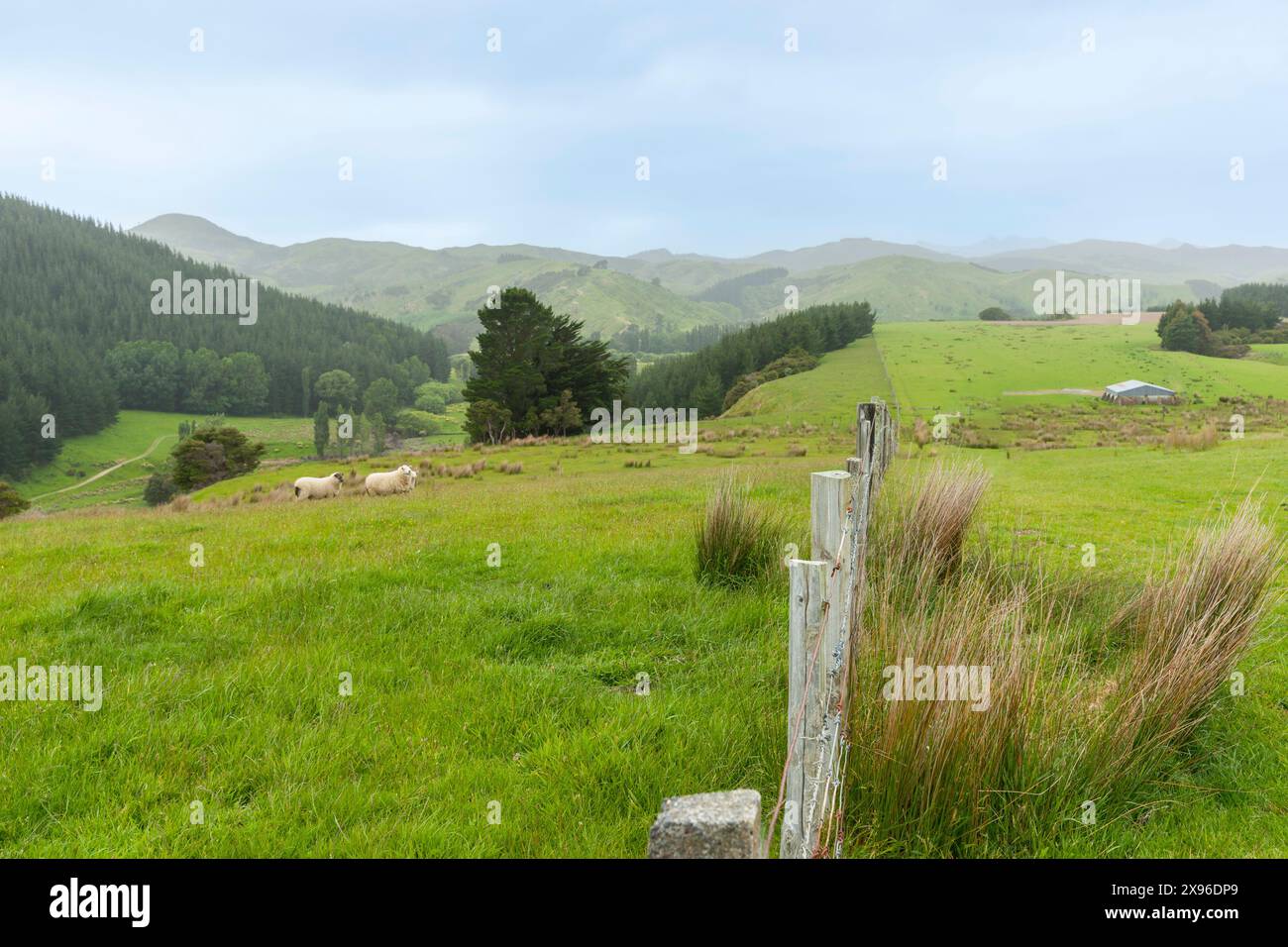Fence leading through green fields of typical New Zealand farm Stock ...