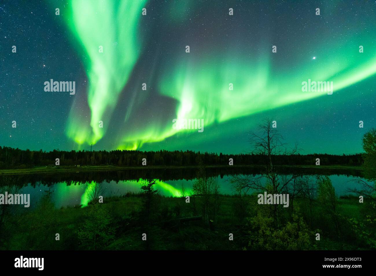 Green Aurora and fir trees silhouettes. Yellowknife, Northwest ...