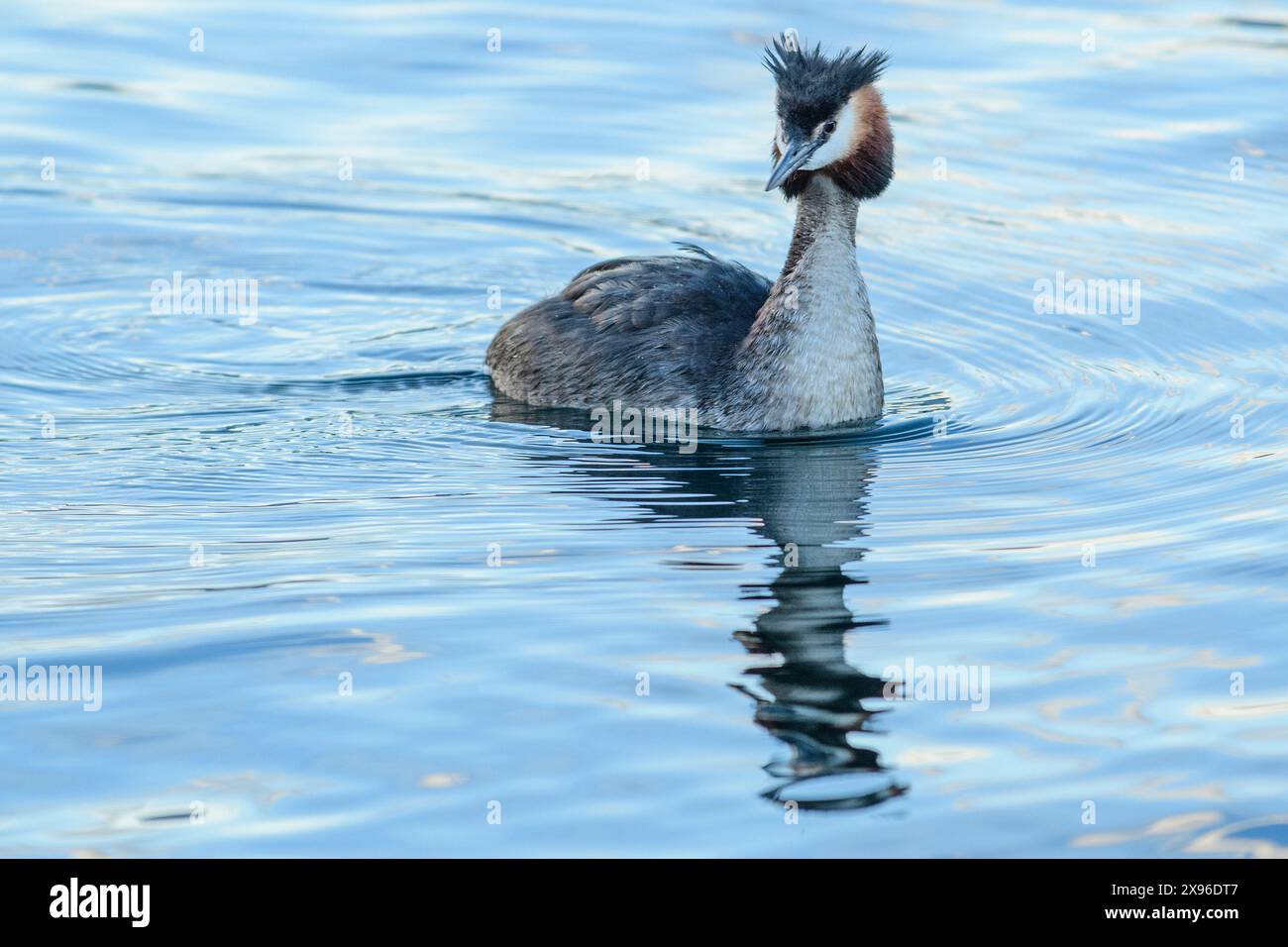New Zealand, South Island, Wanaka, Australasian crested grebe ...