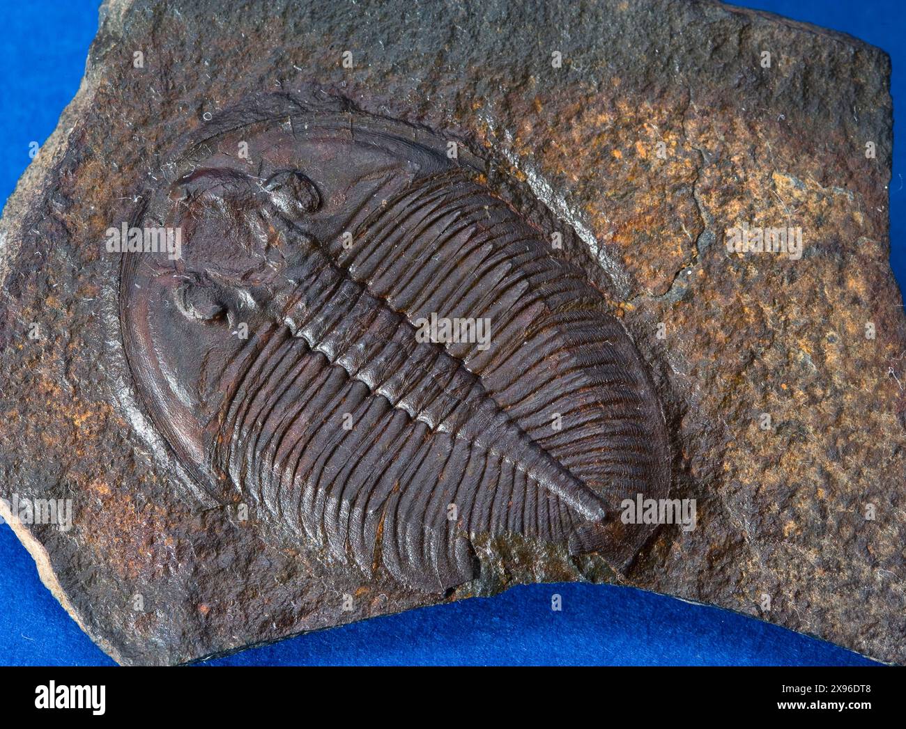 Fossil specimen, Trilobite Stock Photo - Alamy