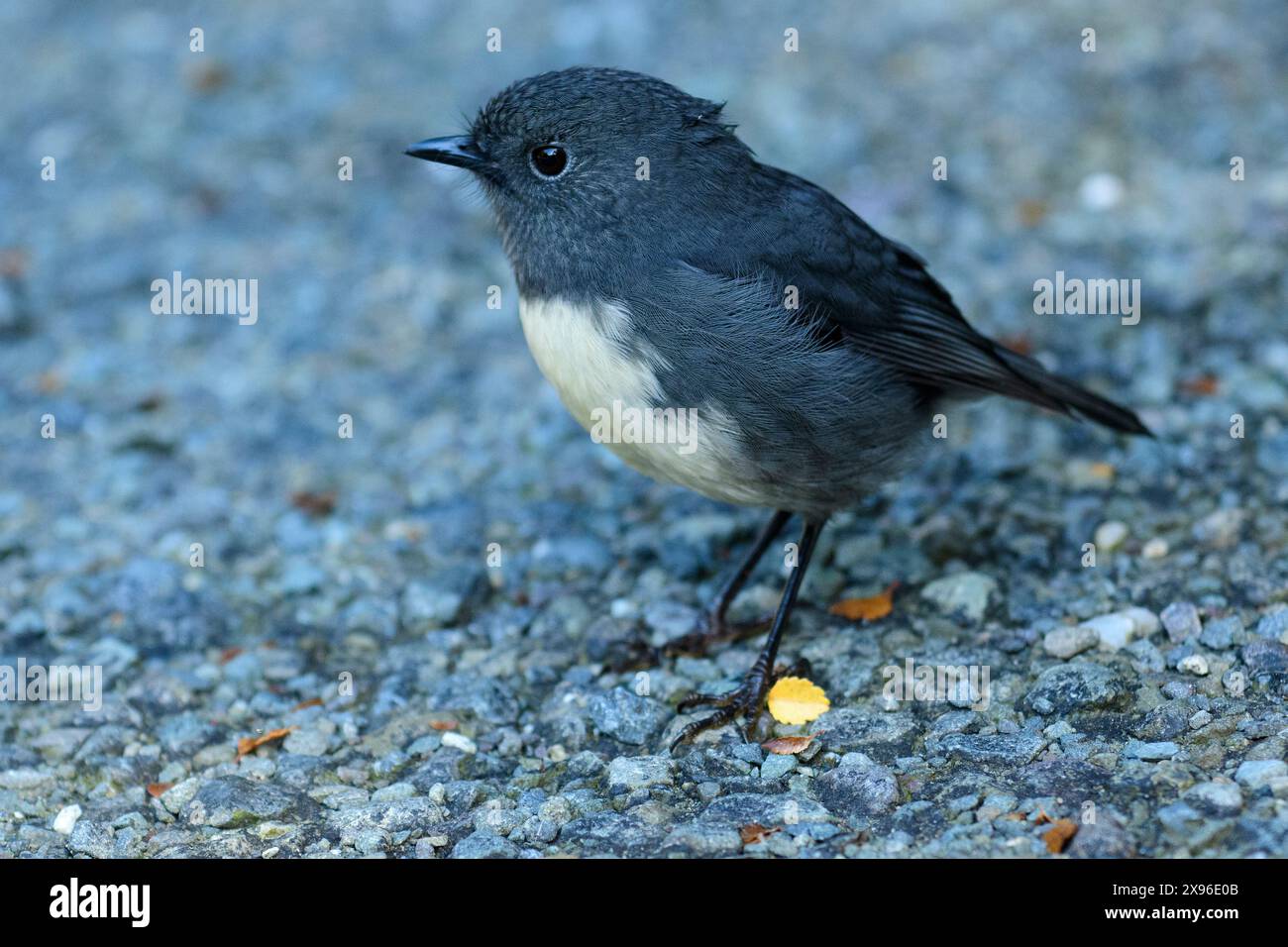 New Zealand; South Island, South Island robin, Petroica australis ...