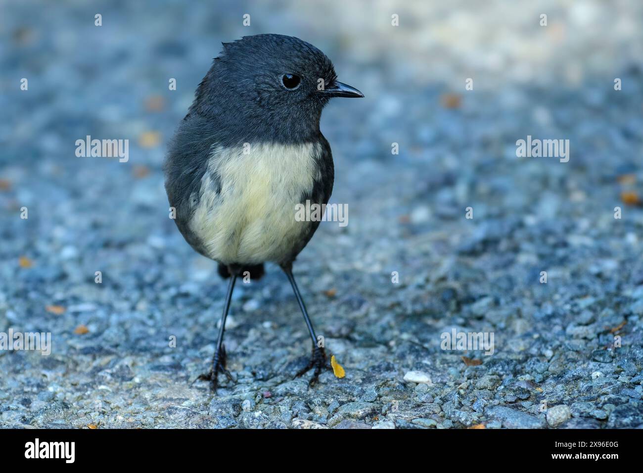 New Zealand; South Island, South Island robin, Petroica australis ...