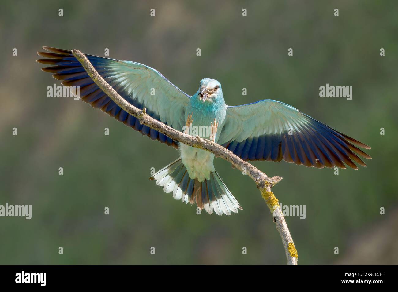 European roller, Coracias garrulus, single adult in flight, landing on ...