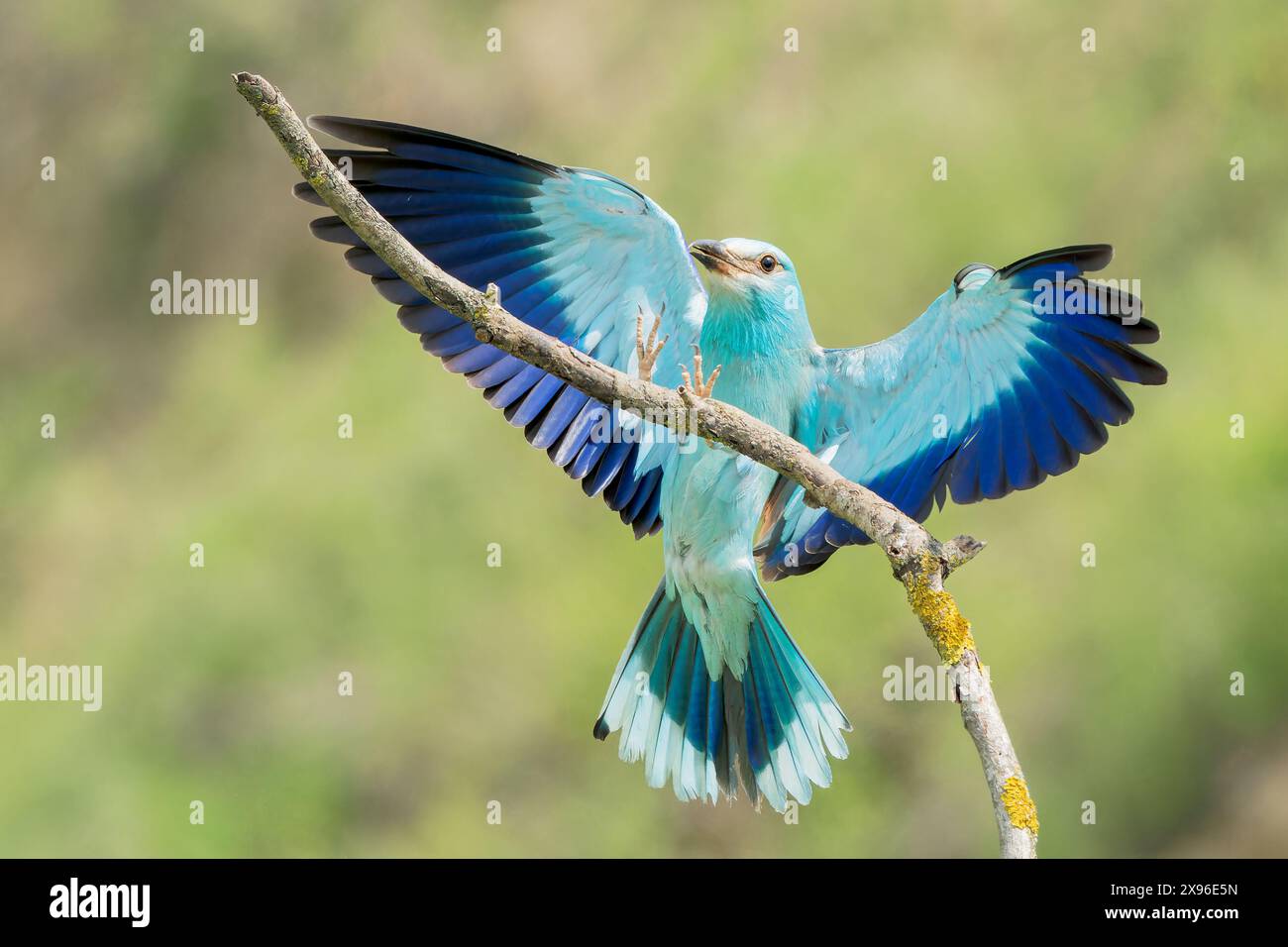 European roller, Coracias garrulus, single adult in flight, landing on ...