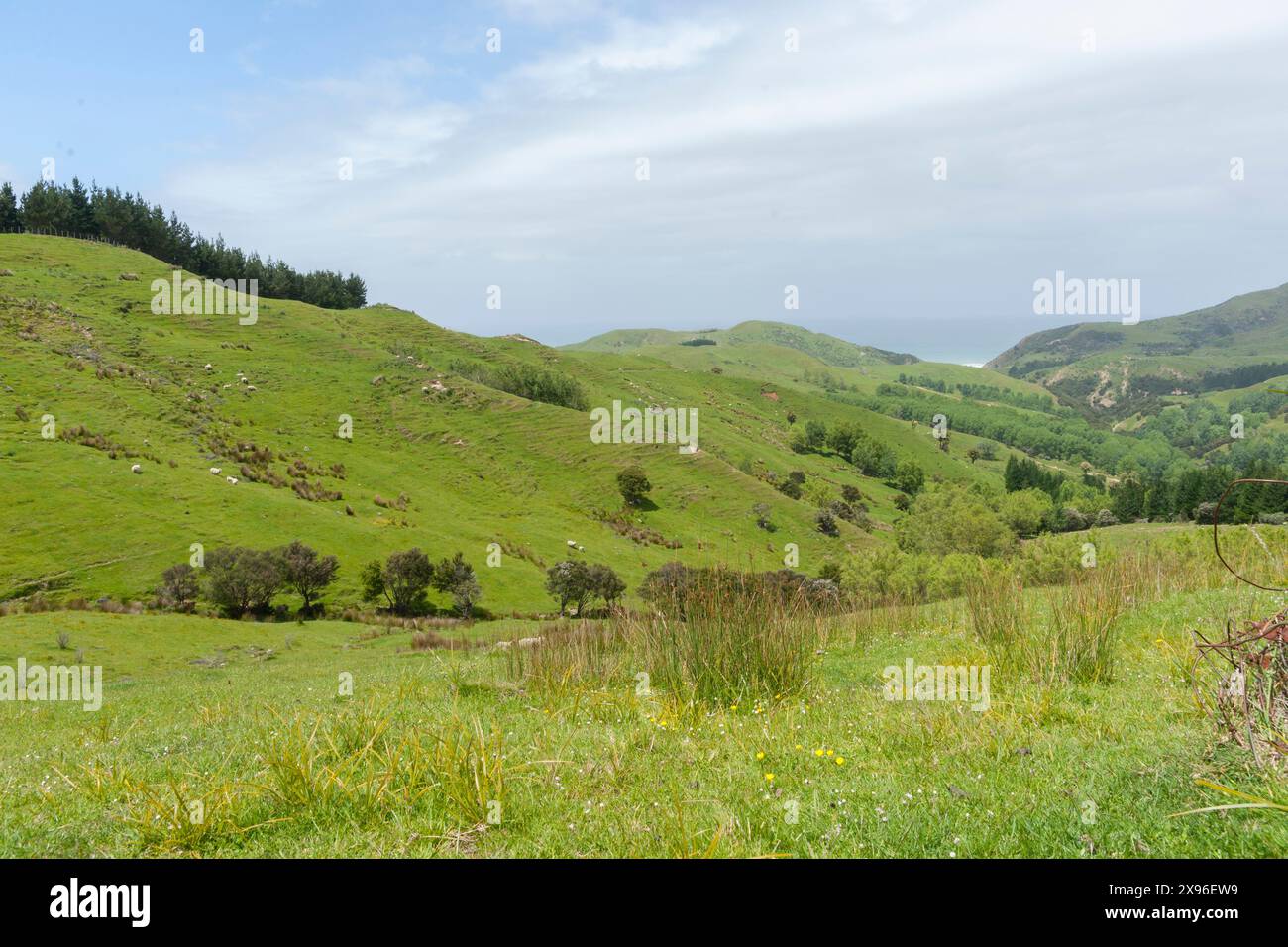 Green fields on typical New Zealand hill country farm Stock Photo - Alamy