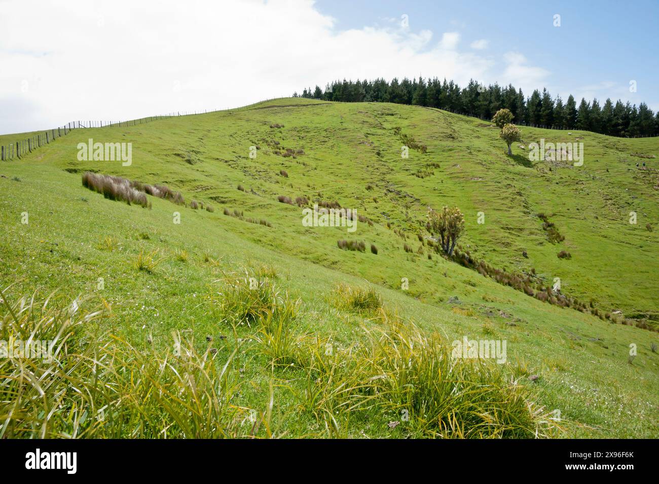 Green fields on typical New Zealand hill country farm Stock Photo - Alamy