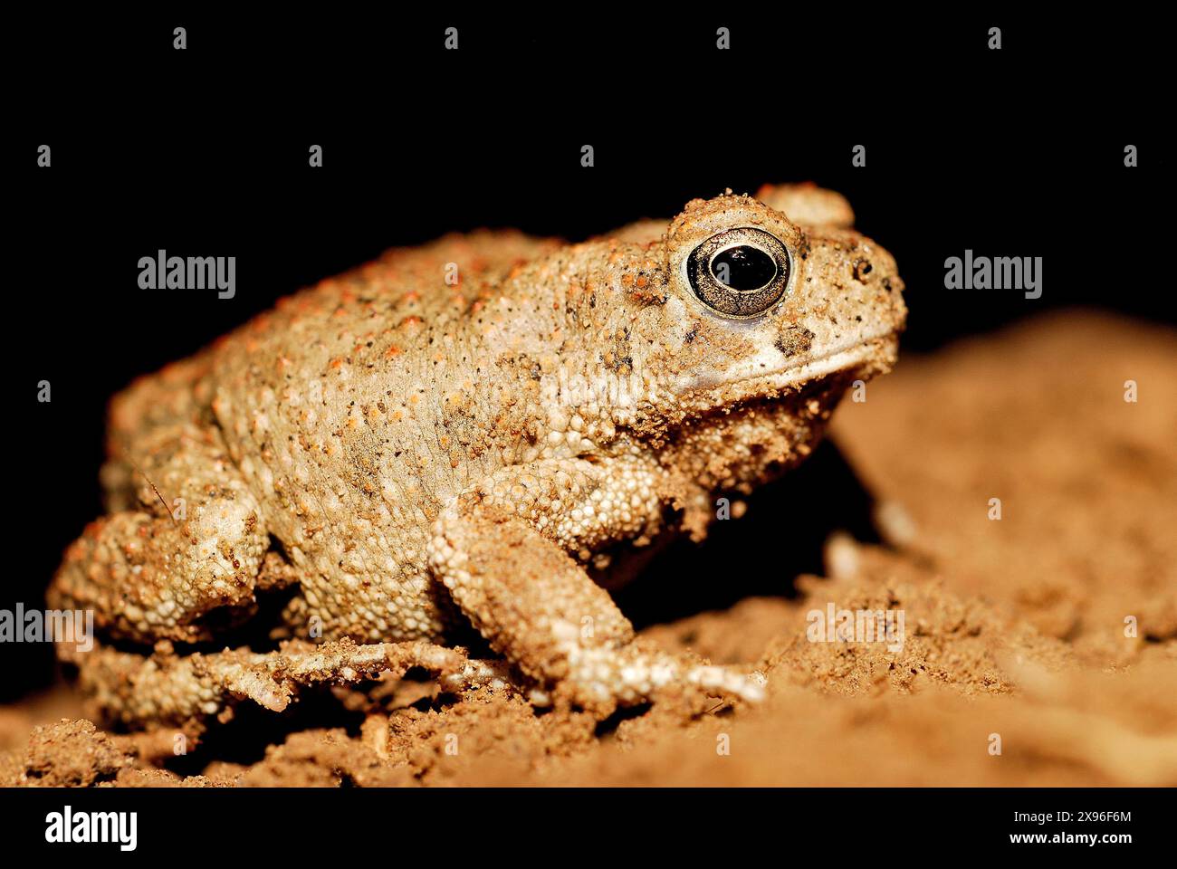 Meski oasis hi-res stock photography and images - Alamy