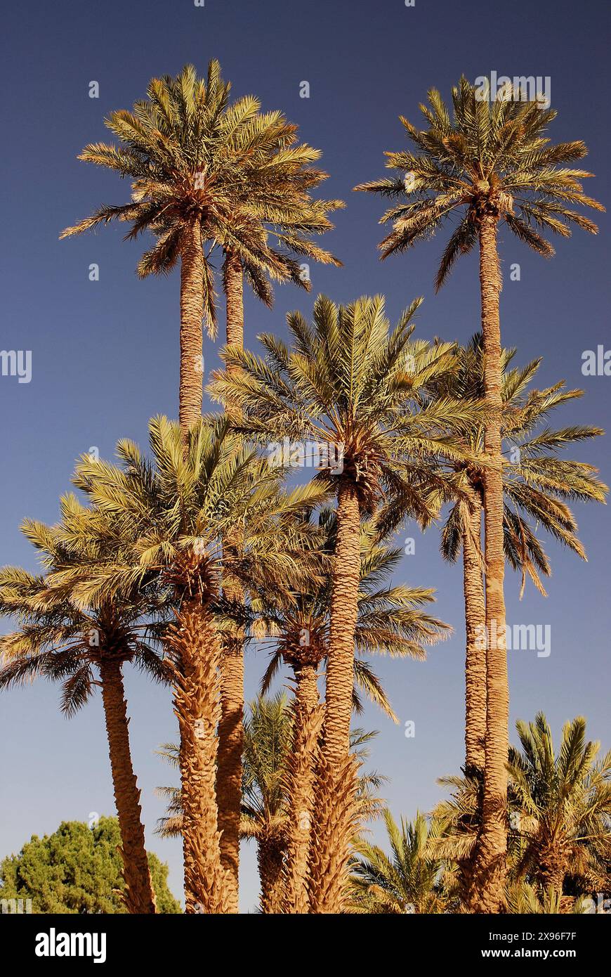Palm trees landscape in Merzouga, Morocco Stock Photo - Alamy