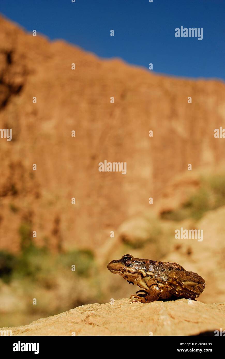 Saharan frog (Pelophylax saharicus) in Tizguit, Todra ravine, Atlas ...