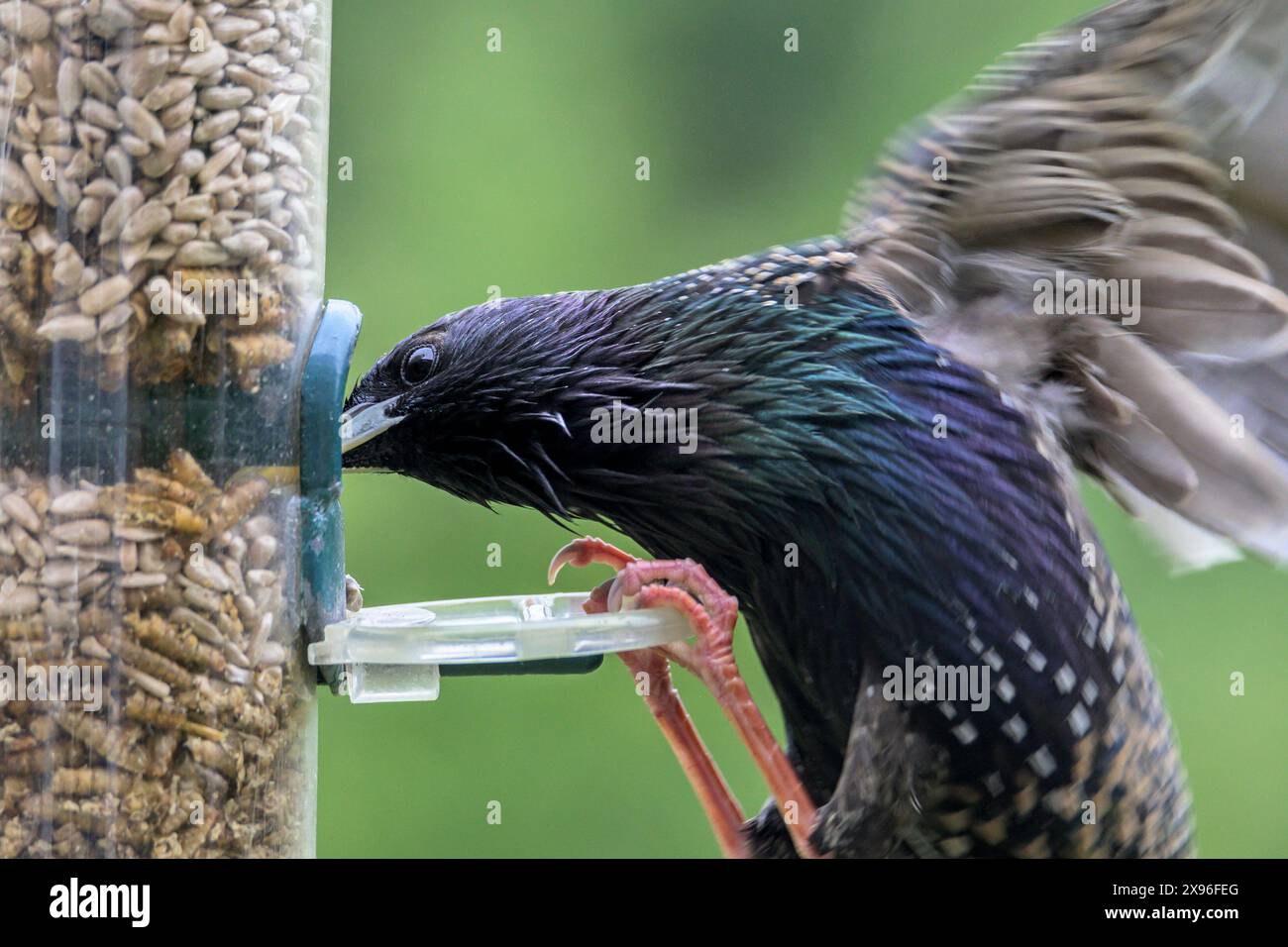 Starling (Sturnus vulgaris) getting seeds from a garden bird feeder ...