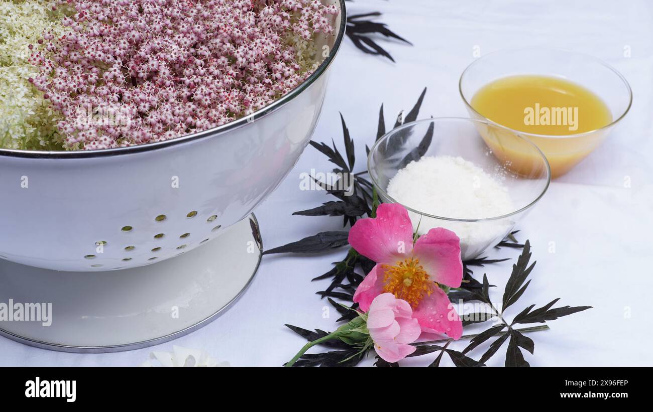 Elder bush blossoms in a white kitchen sieve. Roses. White background ...