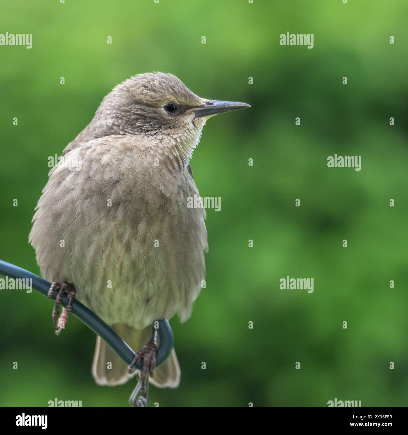 Immature Starling (Sturnus vulgaris) perched on the arm of a bird ...