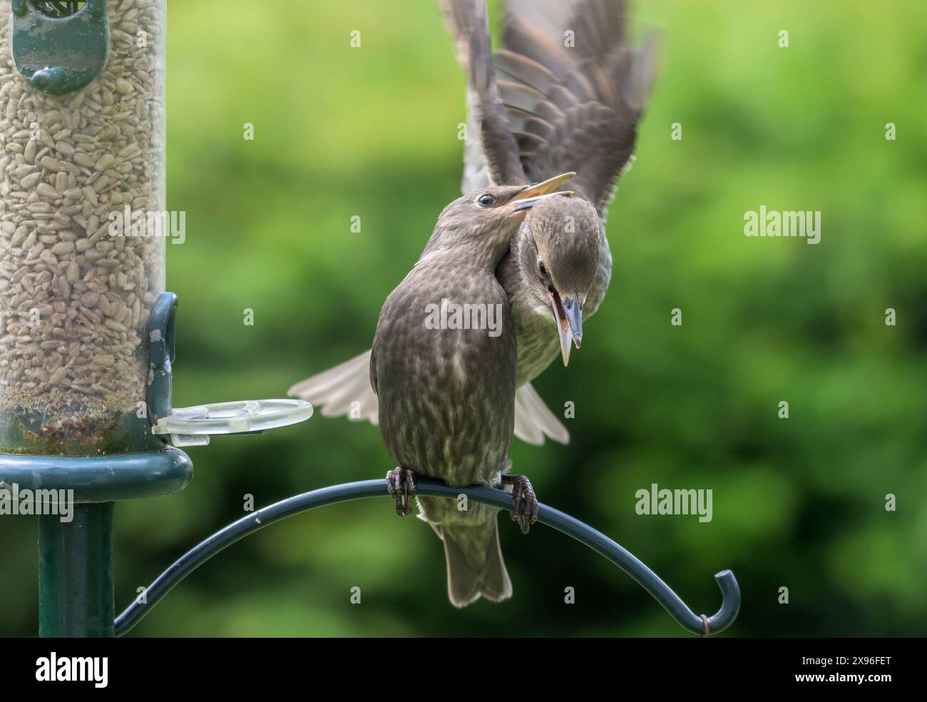 Immature Starling (Sturnus vulgaris) landing on top of another on a ...