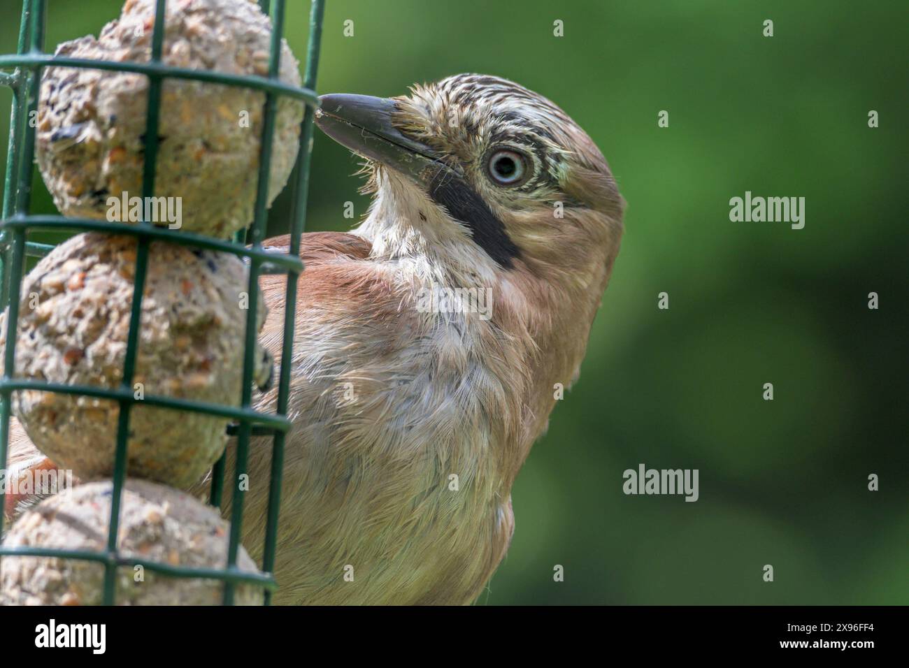 Jay (Garrulus glandarius) eating fat balls from a garden bird feeder ...