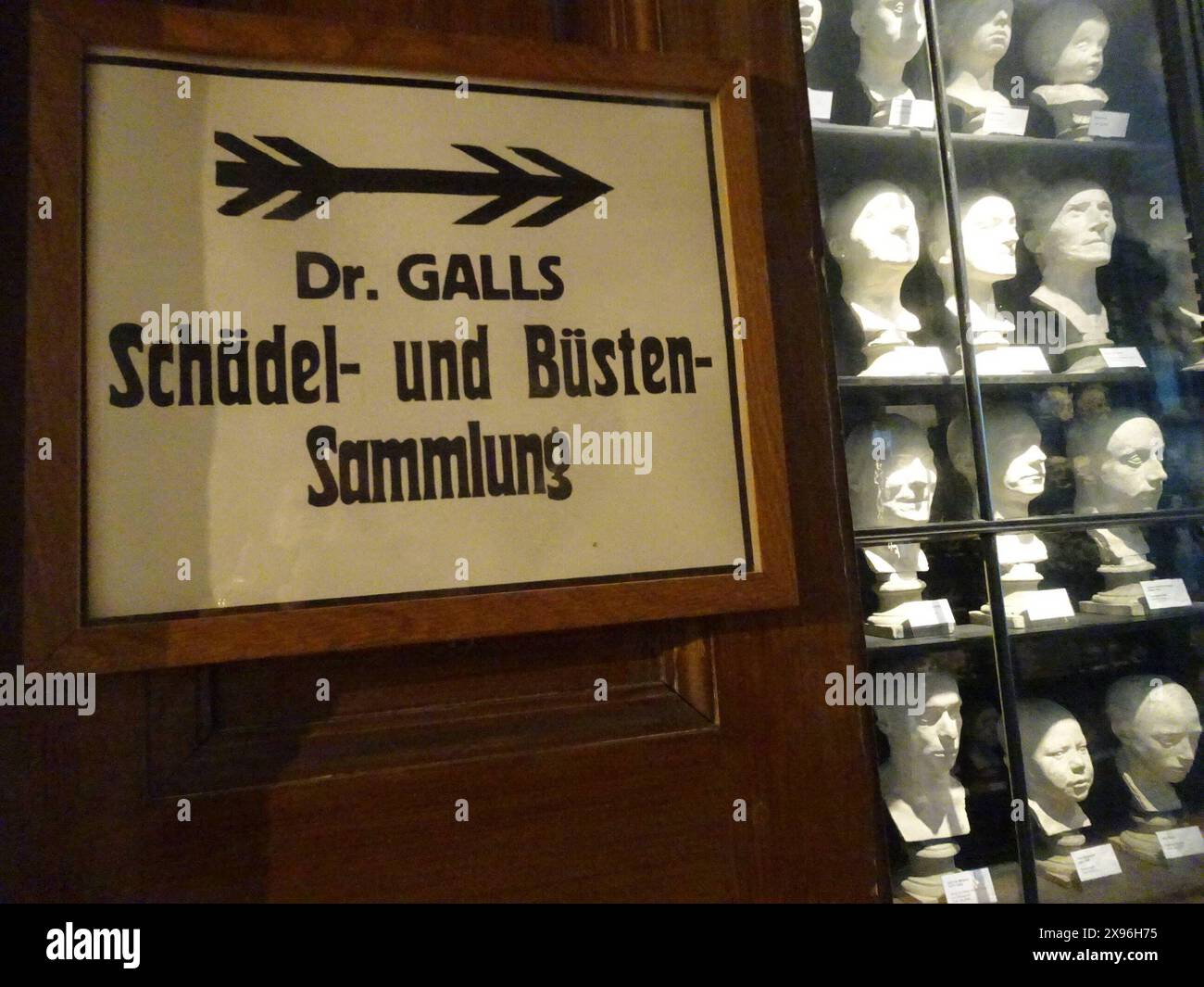 Schädel- und Büsten Sammlung, Rollett Museum, ältestes Museum ...