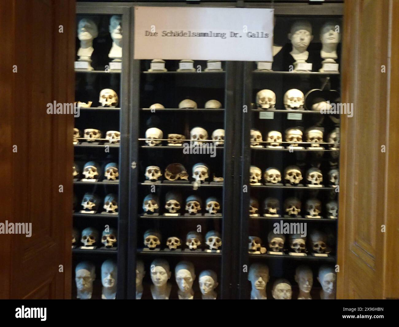 Schädel- und Büsten Sammlung, Rollett Museum, ältestes Museum ...