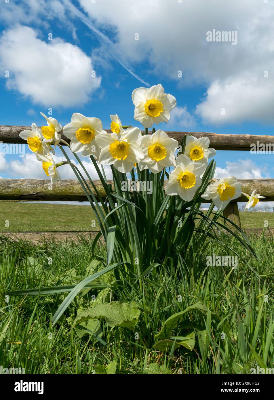 Small clump of pretty yellow and white daffodils growing in front of ...