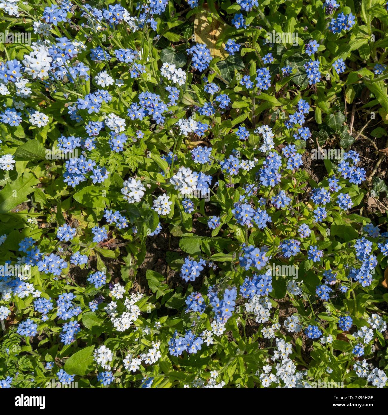 A dense display of sunlit pale and azure blue Forget-me-not flowers ...