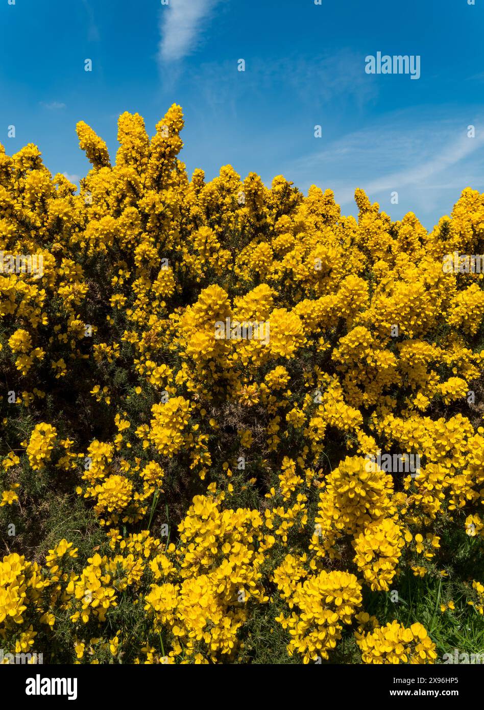 Closeup of bright yellow Common Gorse (Ulex europaeus) blossom, in ...