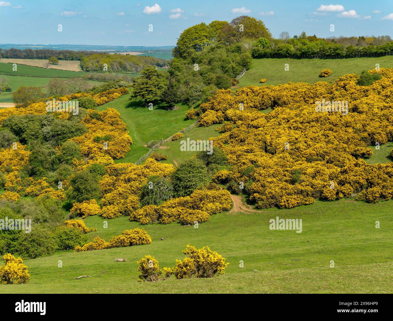 Beautiful yellow blossom of Common Gorse (Ulex europaeus) bushes on the ...