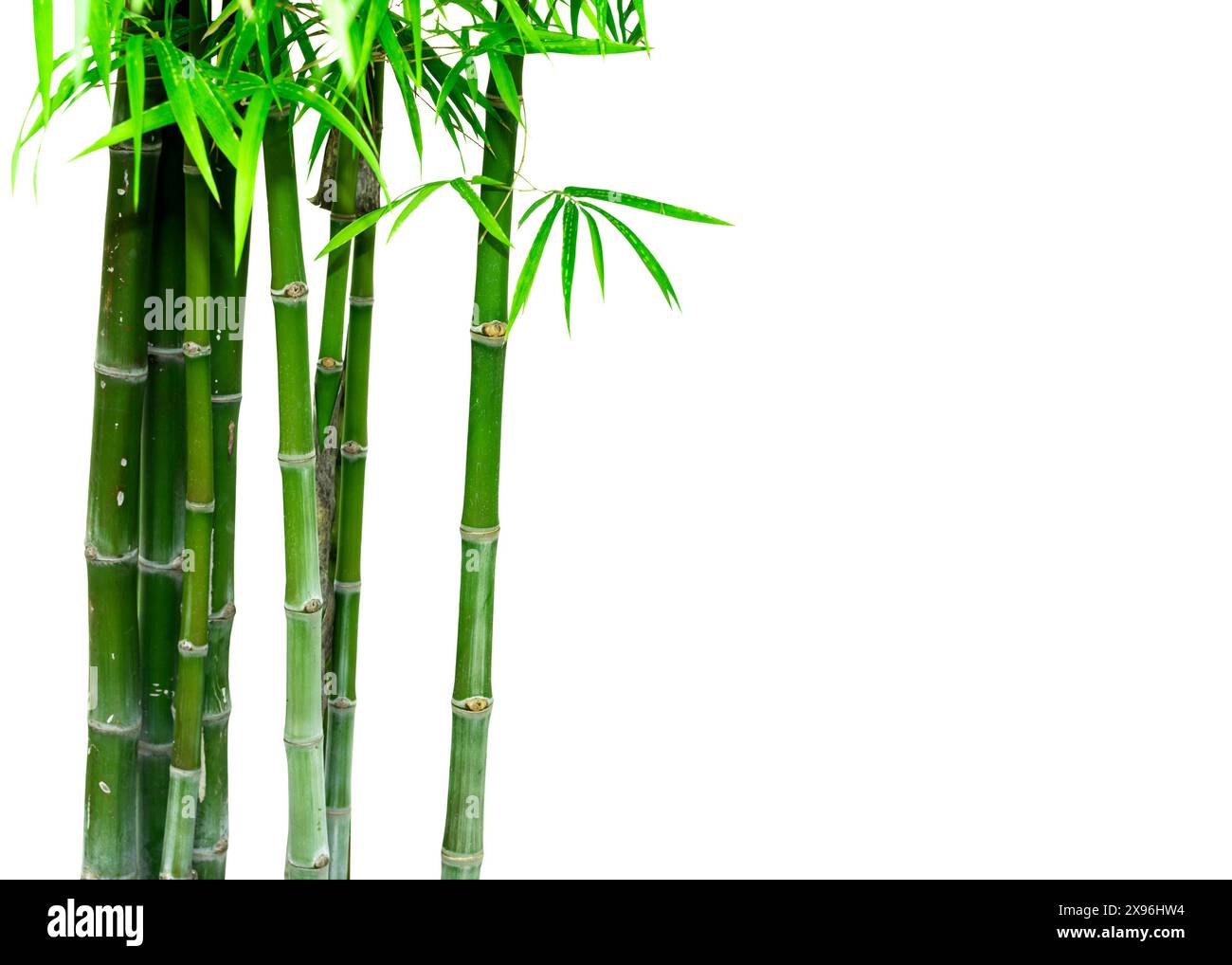 Bamboo isolated on white background Stock Photo - Alamy