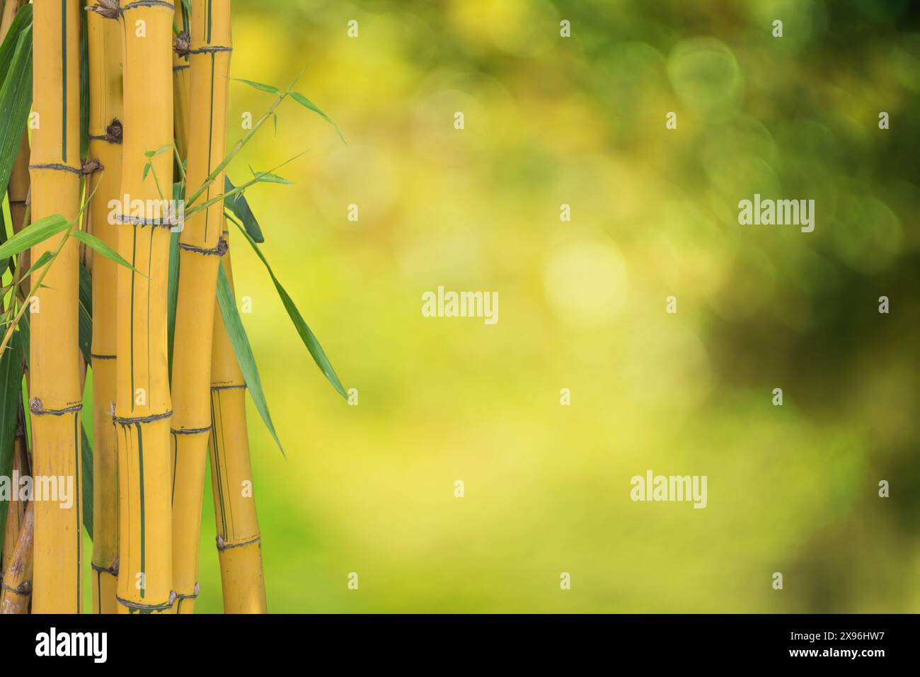 Fresh bamboo yellow isolated on Blurred green background Stock Photo ...