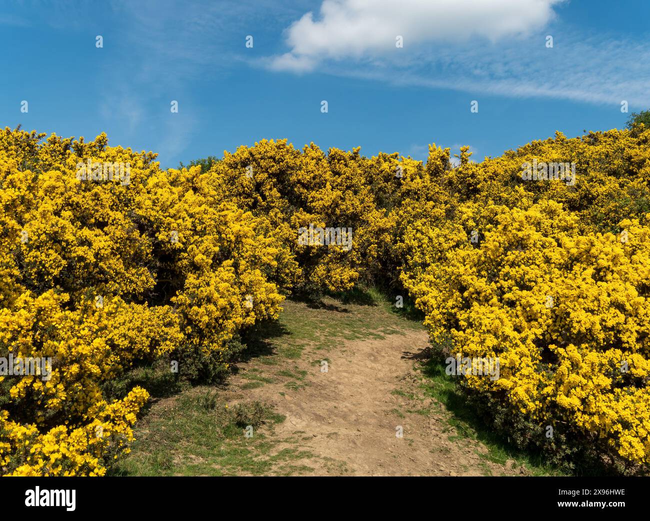 Footpath through Common Gorse bushes (Ulex europaeus) covered in bright ...