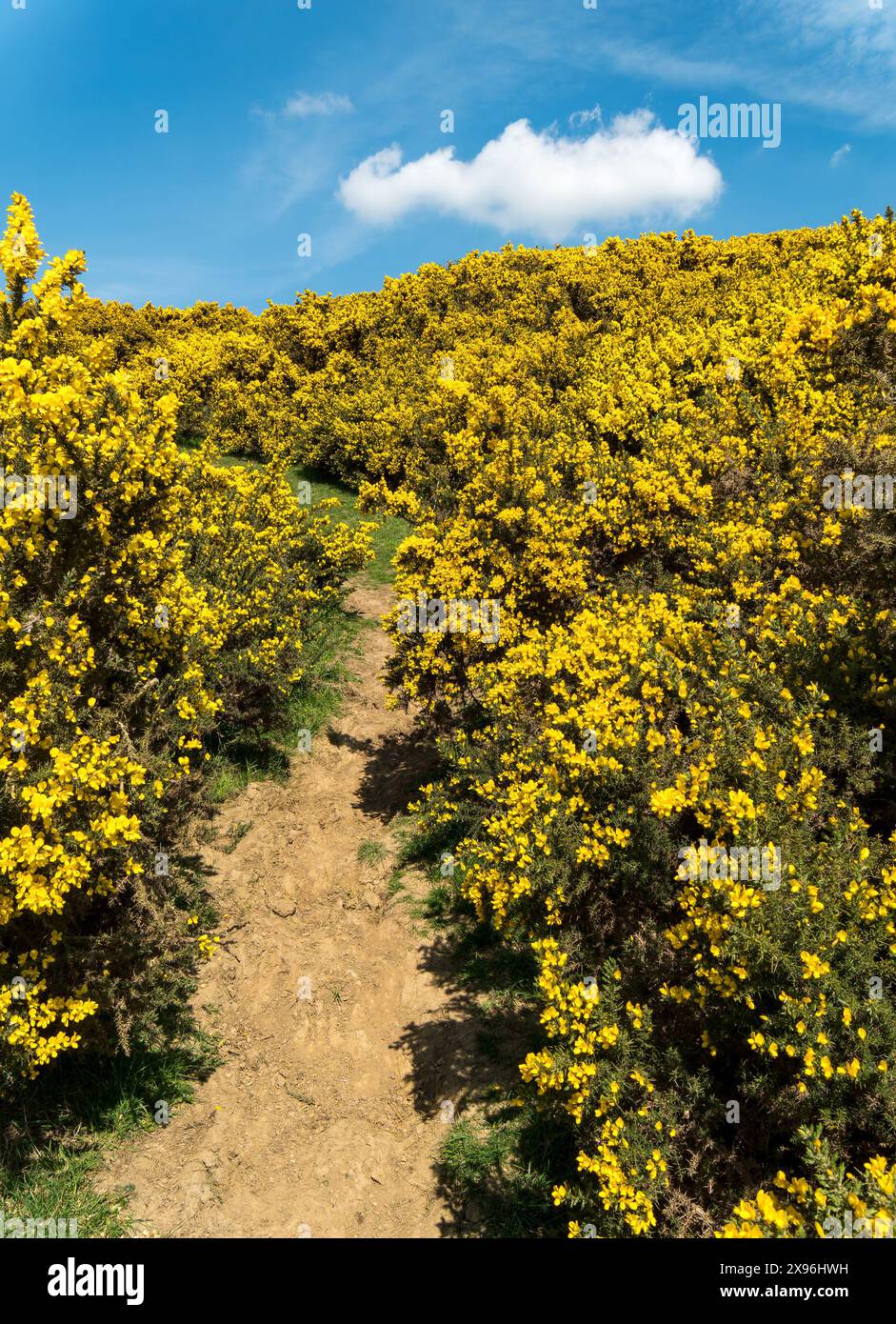 Footpath through Common Gorse bushes (Ulex europaeus) covered in bright ...