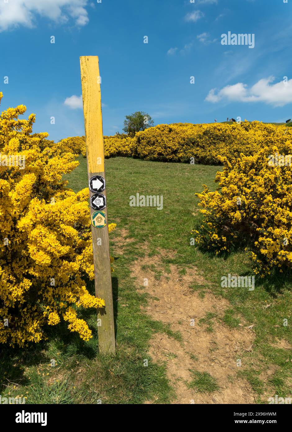 Footpath marker post and Common Gorse bushes (Ulex europaeus) covered ...