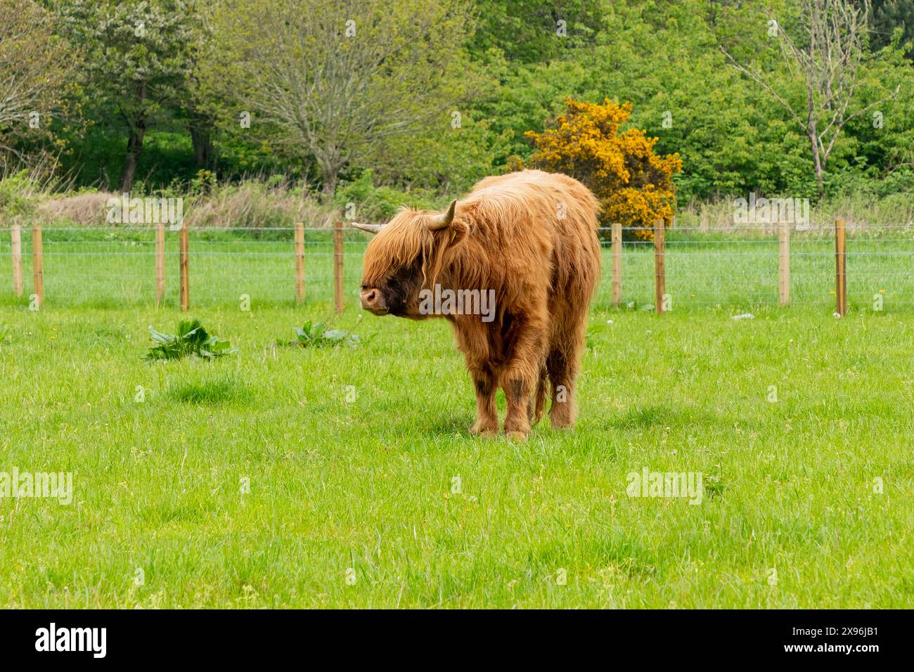 A characteristic Highland cattle beast, also referred to as a coo, a ...