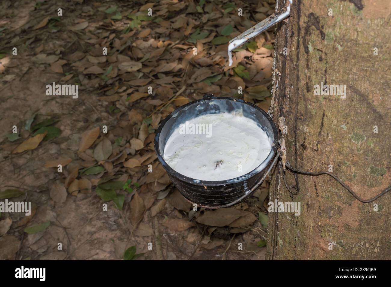 Hevea Brasiliensis : latex extracted from rubber tree as a source of ...
