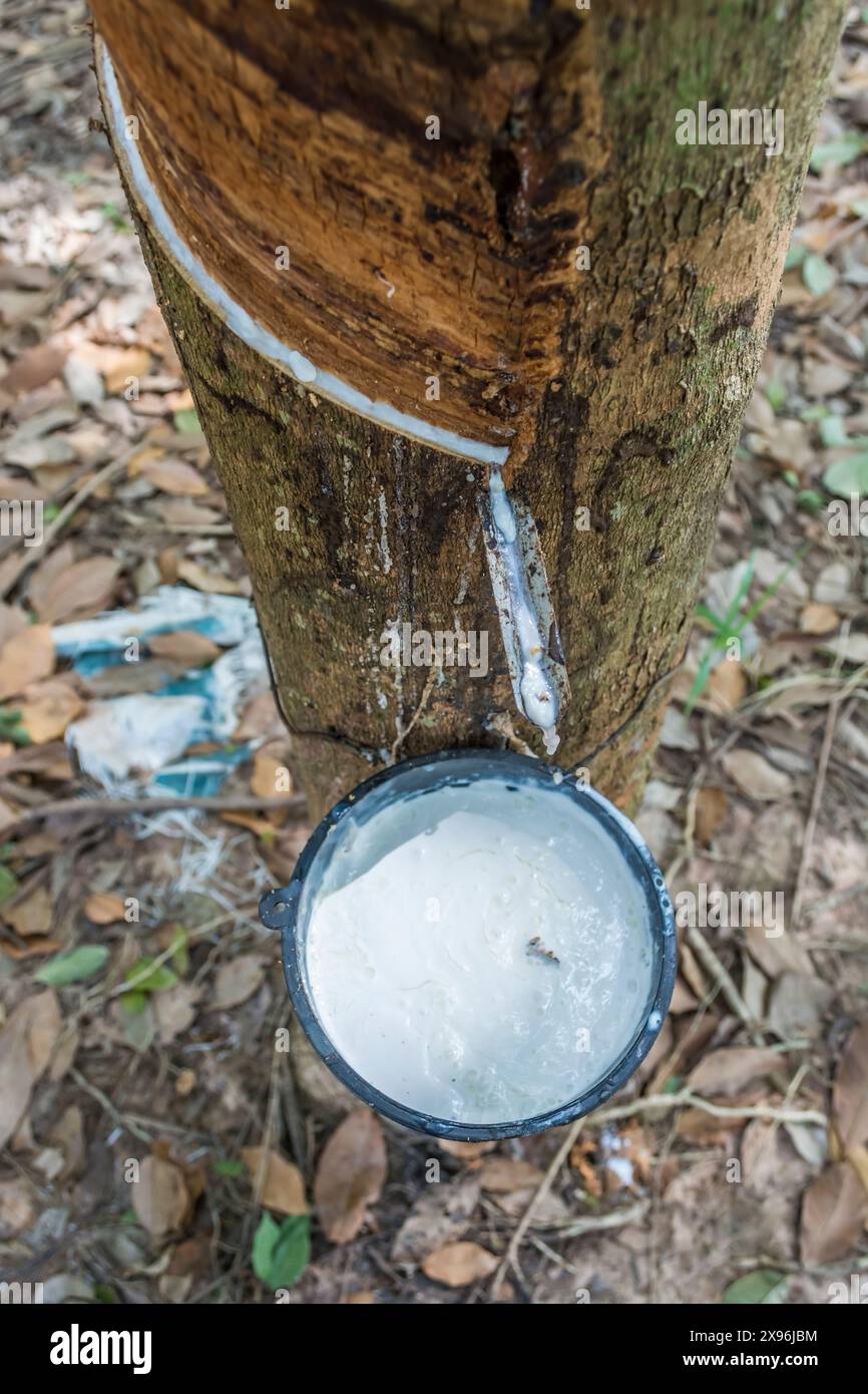 Hevea Brasiliensis : latex extracted from rubber tree as a source of ...