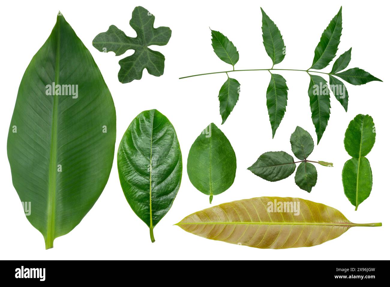 Vein texture banana leaf Cut Out Stock Images & Pictures - Alamy
