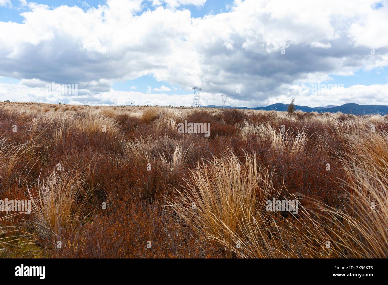 Desert Road tussock golden and bends in wind Stock Photo - Alamy