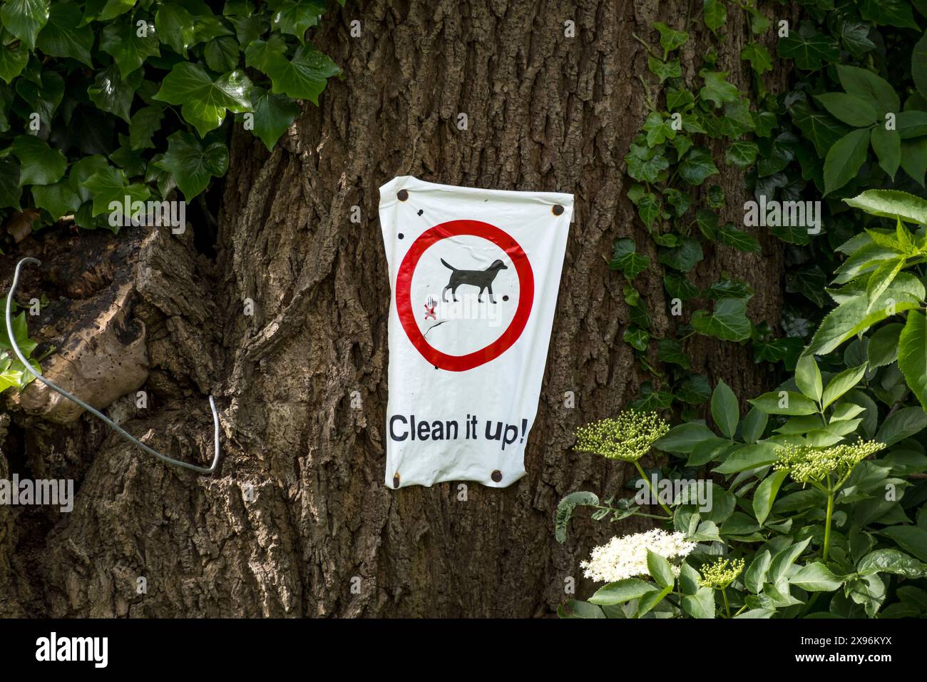 Clean up dog poo sign nailed to ash tree, Cherry Willingham, Lincoln ...