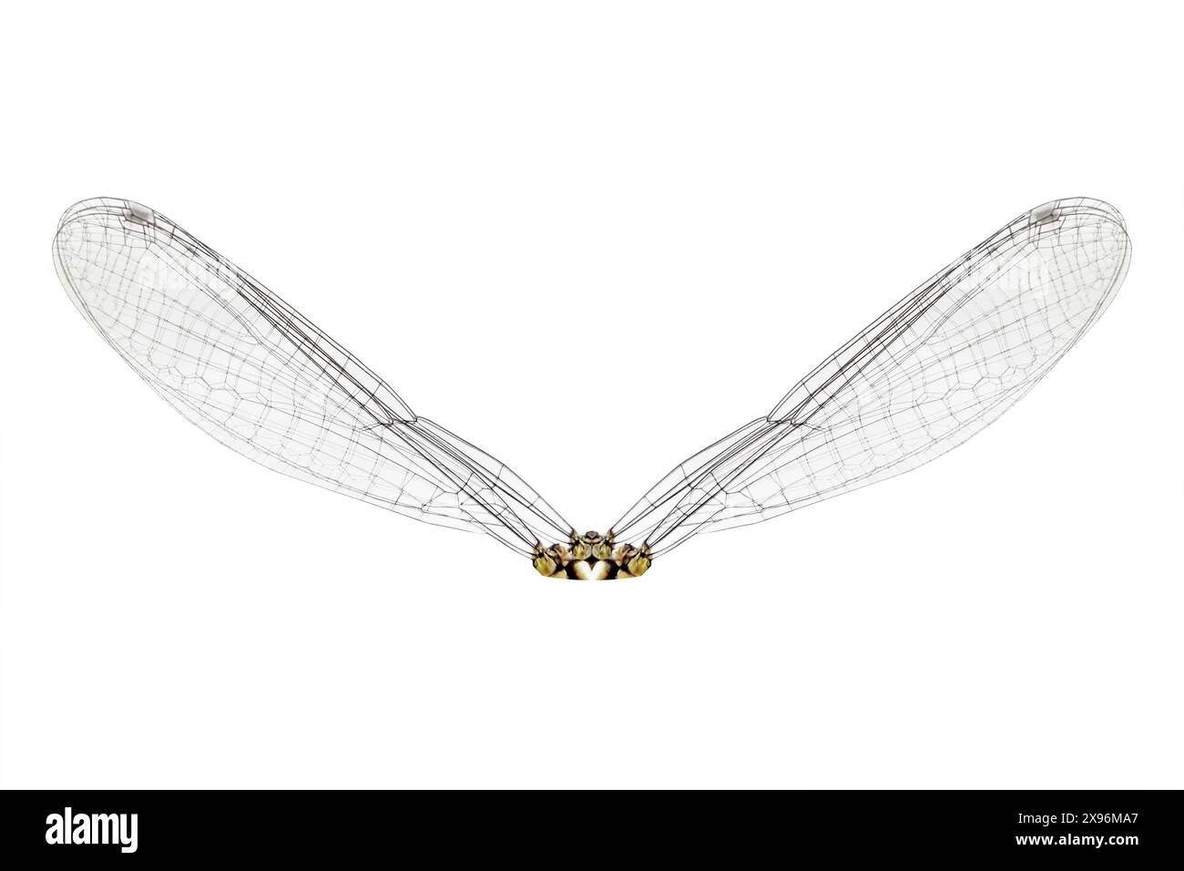 Wing dragonfly isolated on white background Stock Photo - Alamy