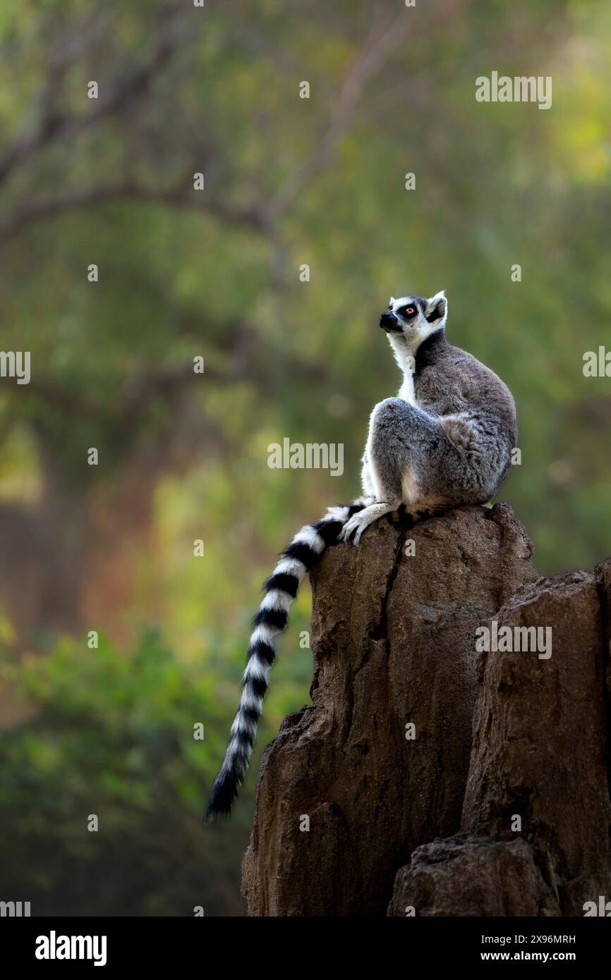 Lemur selva hi-res stock photography and images - Alamy