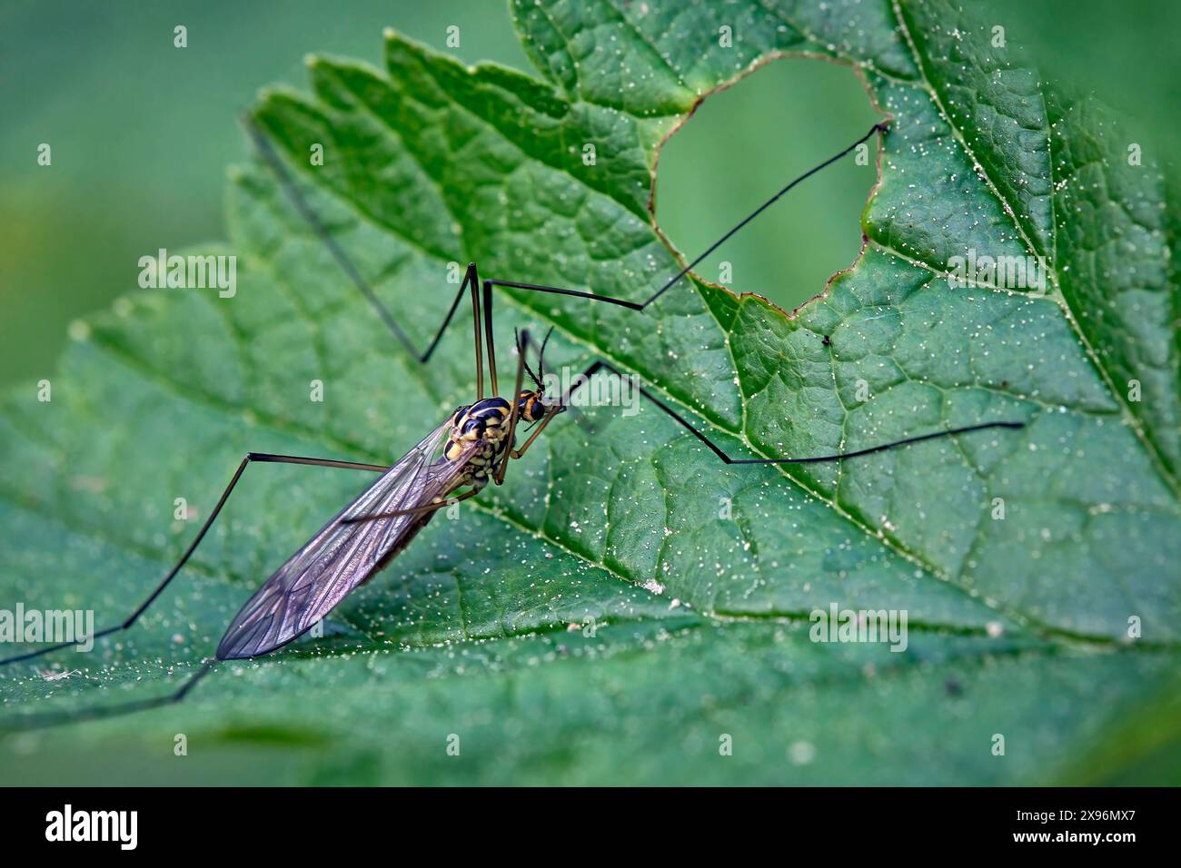 Gefleckte Wiesenschnake Nephrotoma appendiculata . Gefleckte ...