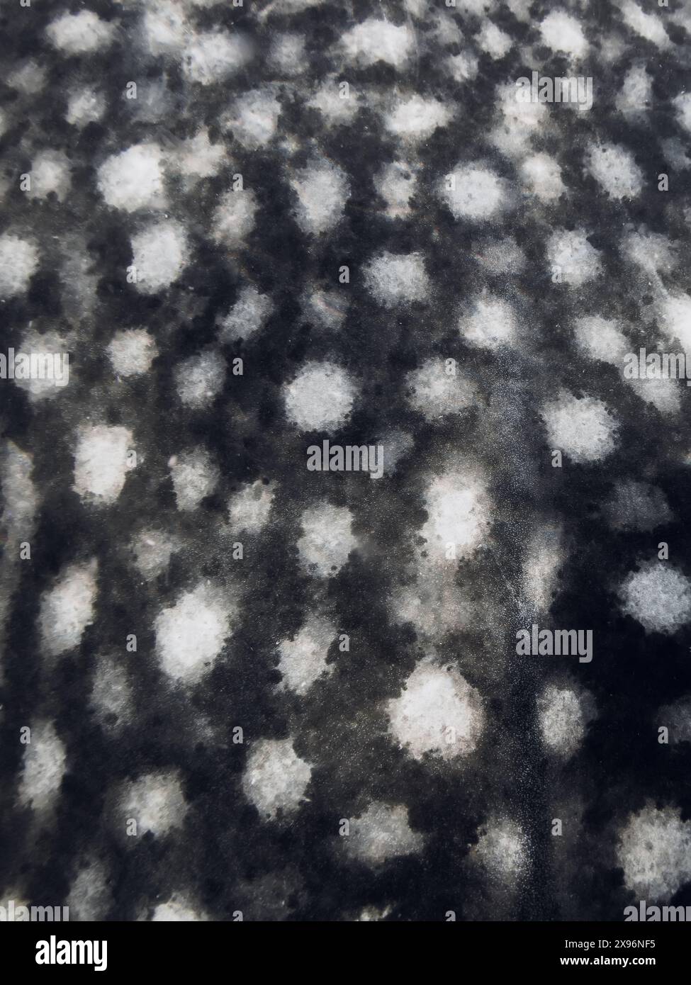 Seamless pattern of shark skin. Spotted whale shark skin texture Stock ...