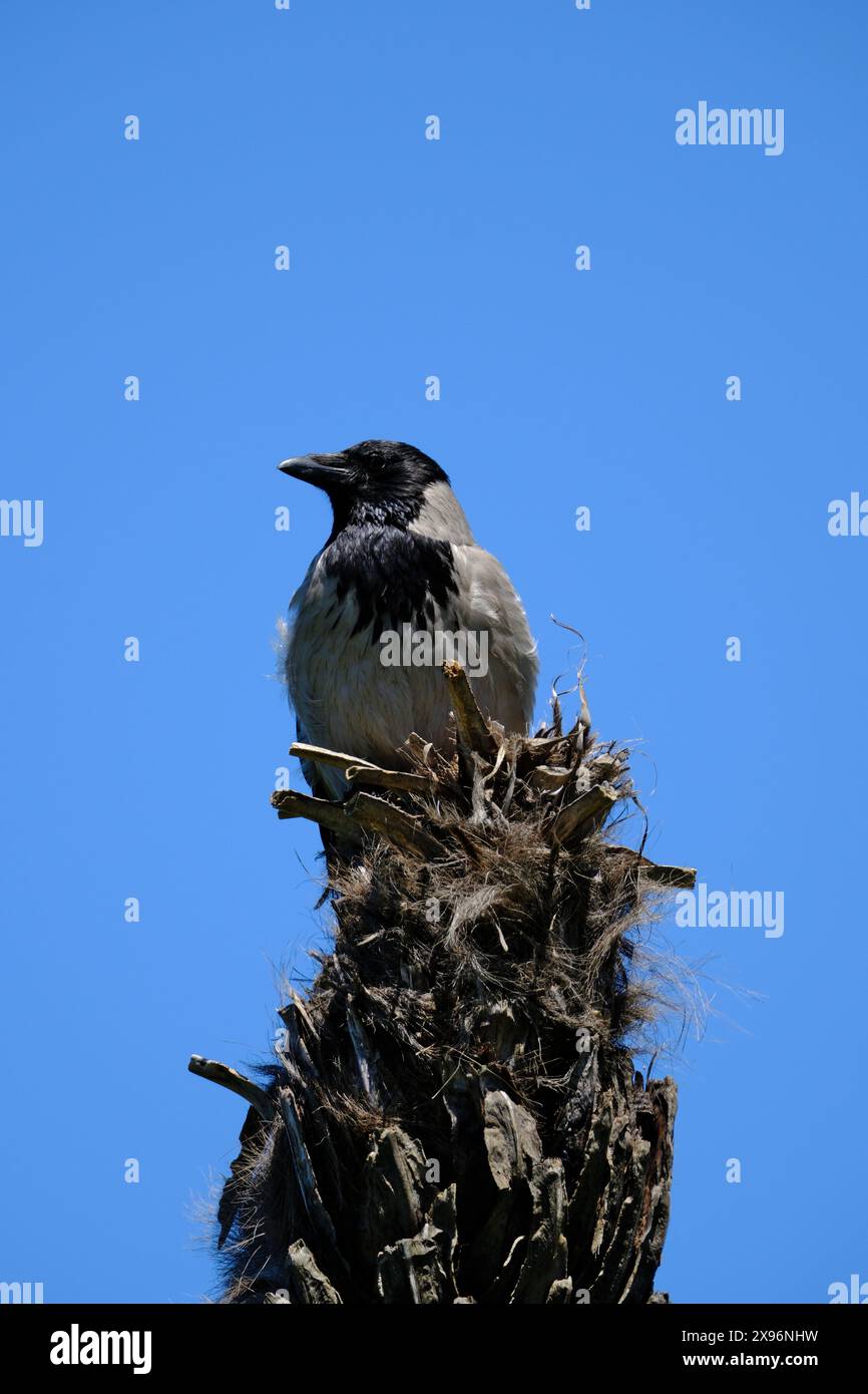 bird sitting on a palm tree, crow on a branch Stock Photo - Alamy