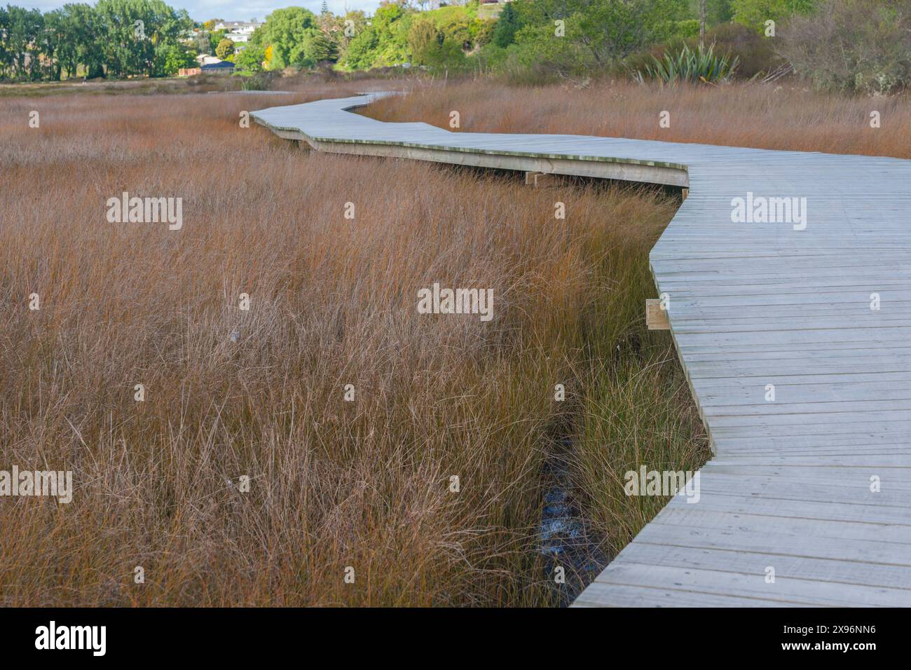 Wetland walkway leading away through wetland reeds Stock Photo - Alamy