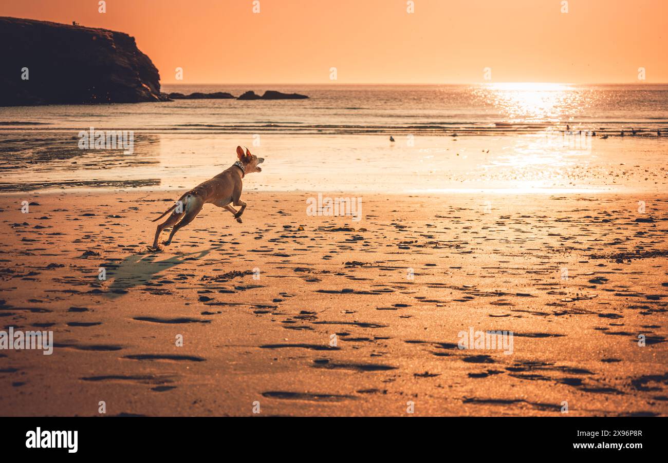 Pedigree male fawn color whippet dog running on a sandy beach at sunset ...