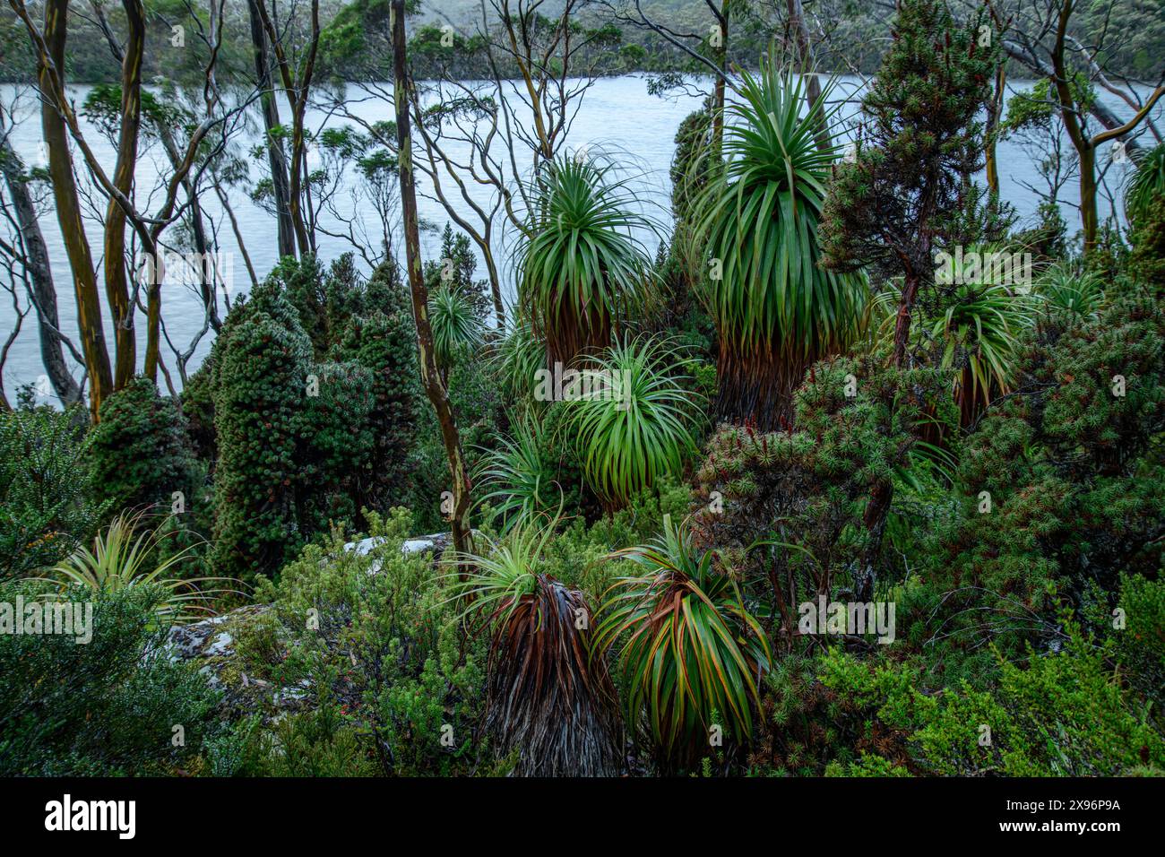Australia, Tasmania, Mount Field National Park, Lake Dobson, Pandani ...